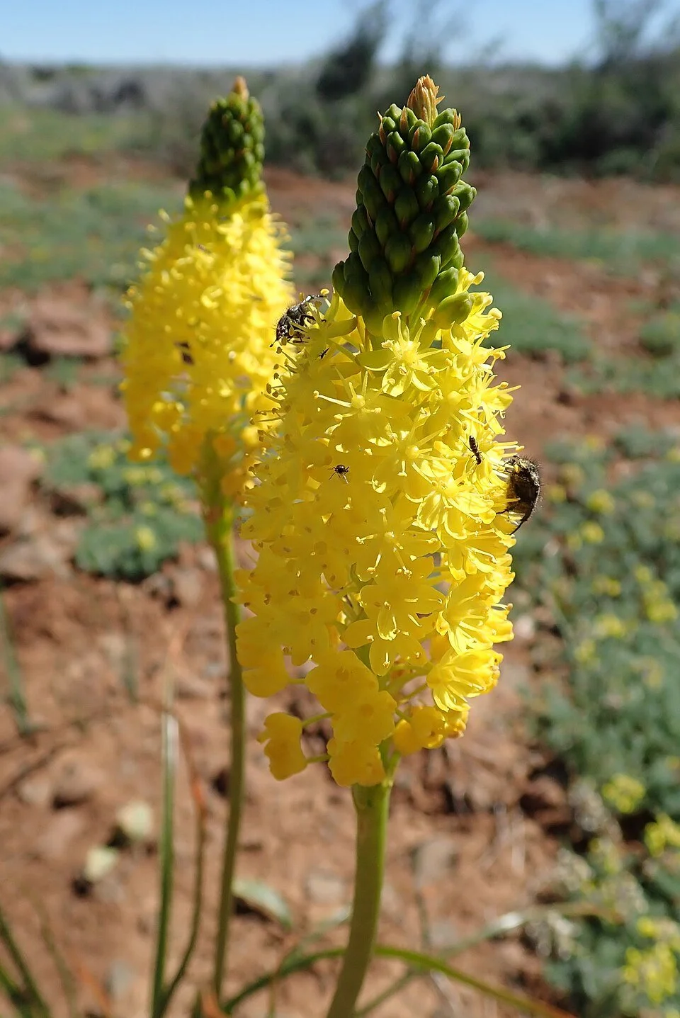 February Happenings — Illahe Rare Plants