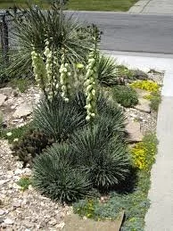 alpine draba for sale — Illahe Rare Plants