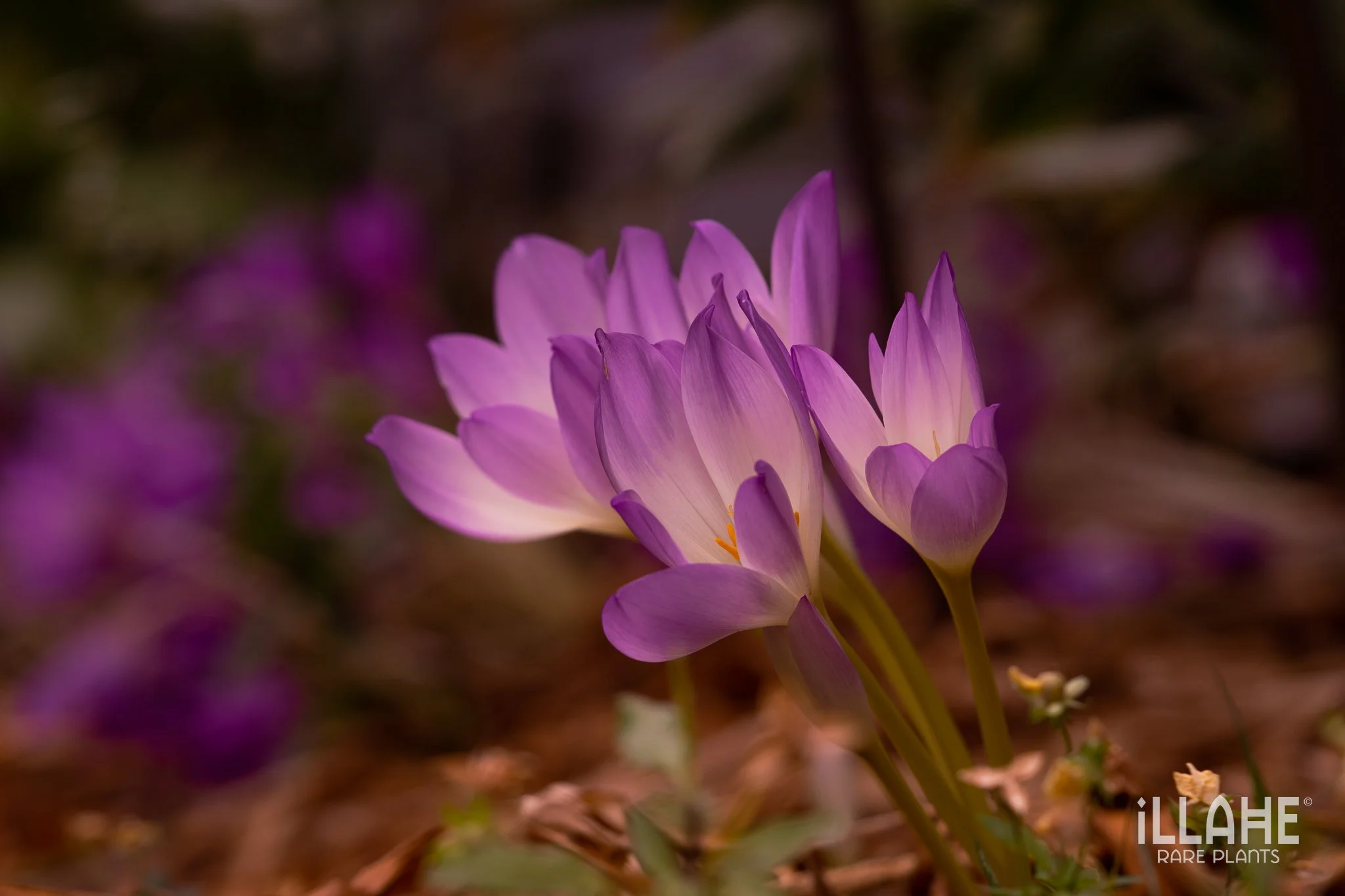 The Colchicums — Illahe Rare Plants
