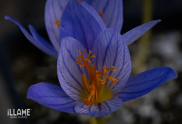 Crocus speciosus selections — Illahe Rare Plants