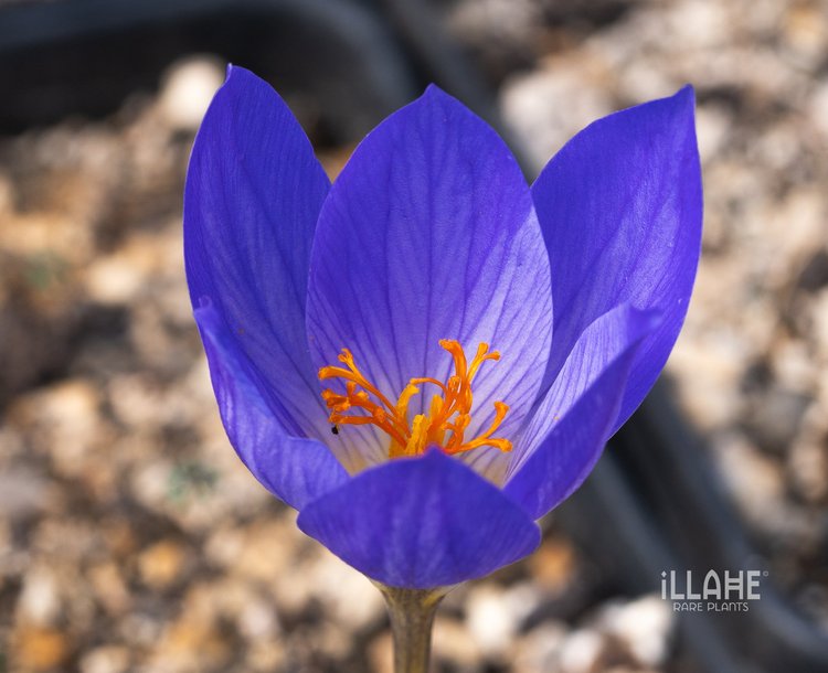 Crocus speciosus selections — Illahe Rare Plants
