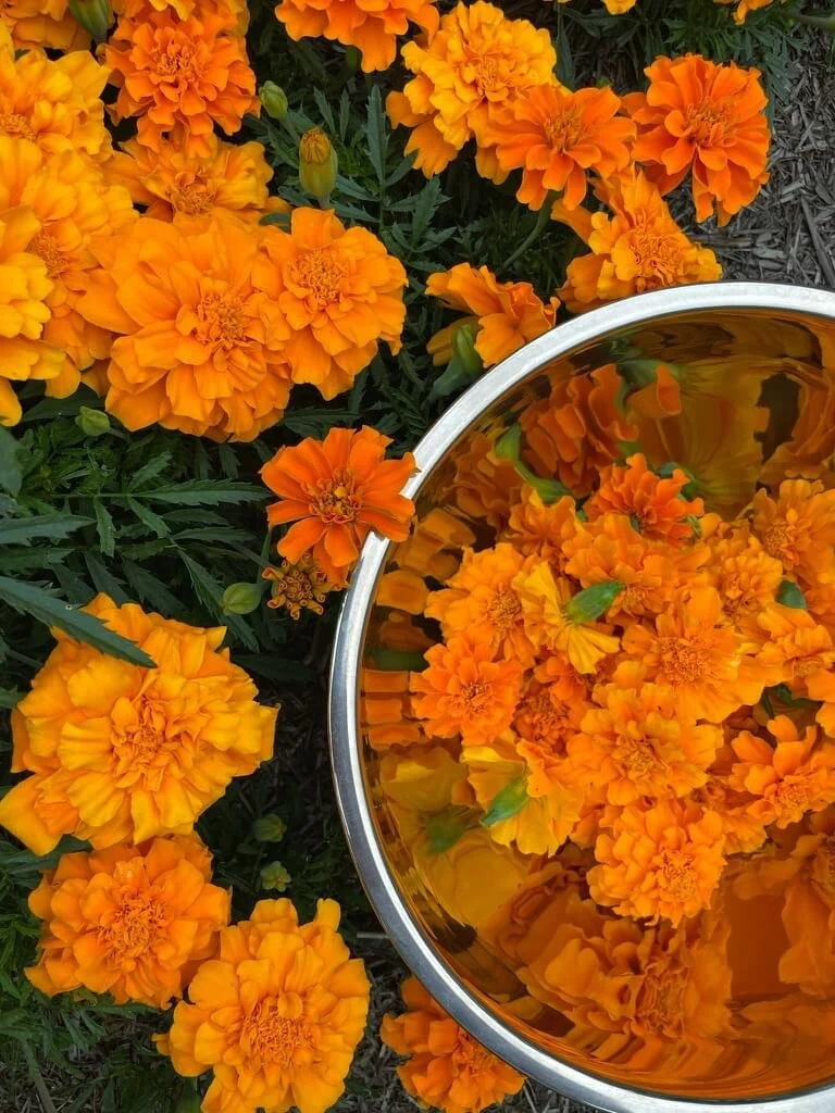 Drying and Preserving Dye Flowers — Tara Macdonald