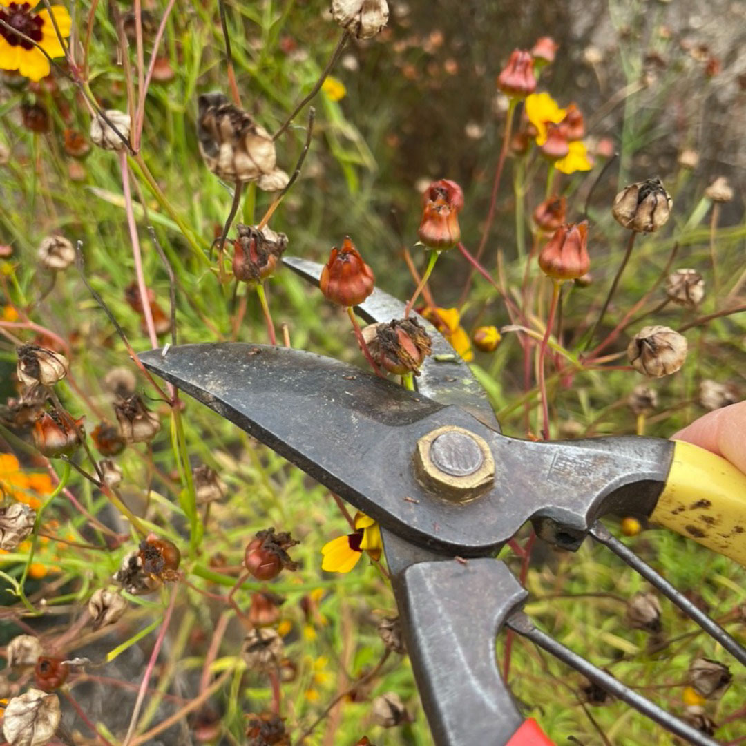 Collecting Dye Garden Seeds — Tara Macdonald