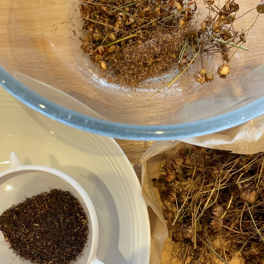 Collecting Dye Garden Seeds — Tara Macdonald