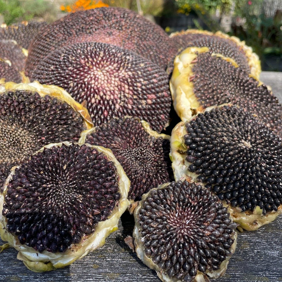 Collecting Dye Garden Seeds — Tara Macdonald