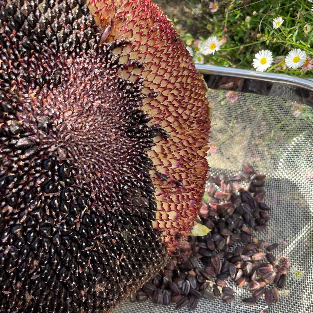 Collecting Dye Garden Seeds — Tara Macdonald