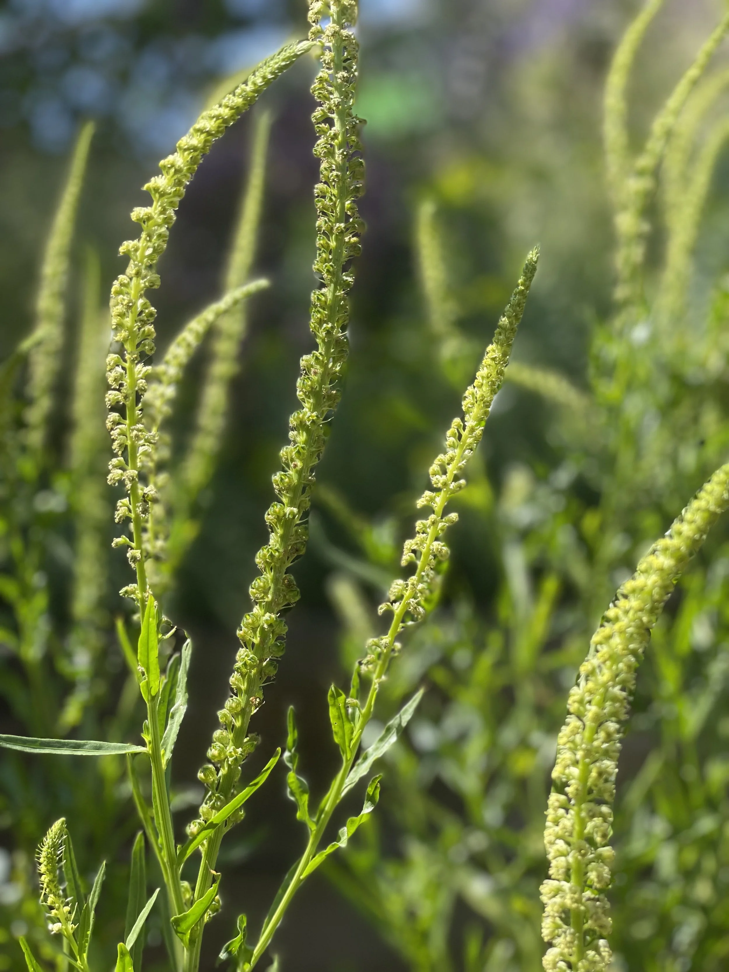 Natural Dyeing with Fresh Weld (Reseda luteola) — Tara Macdonald