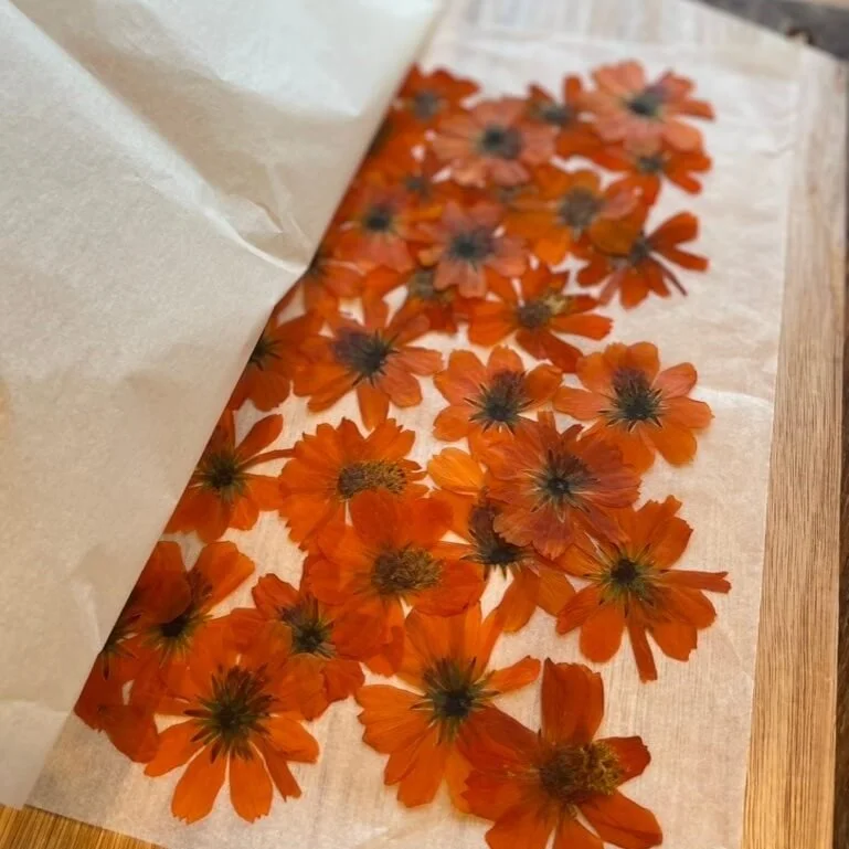 Drying and Preserving Dye Flowers — Tara Macdonald