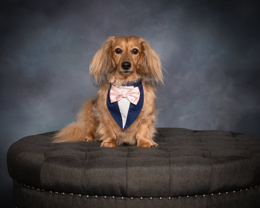 Pets — Holland Fine Art Portraits | Marietta Family Portrait Artist