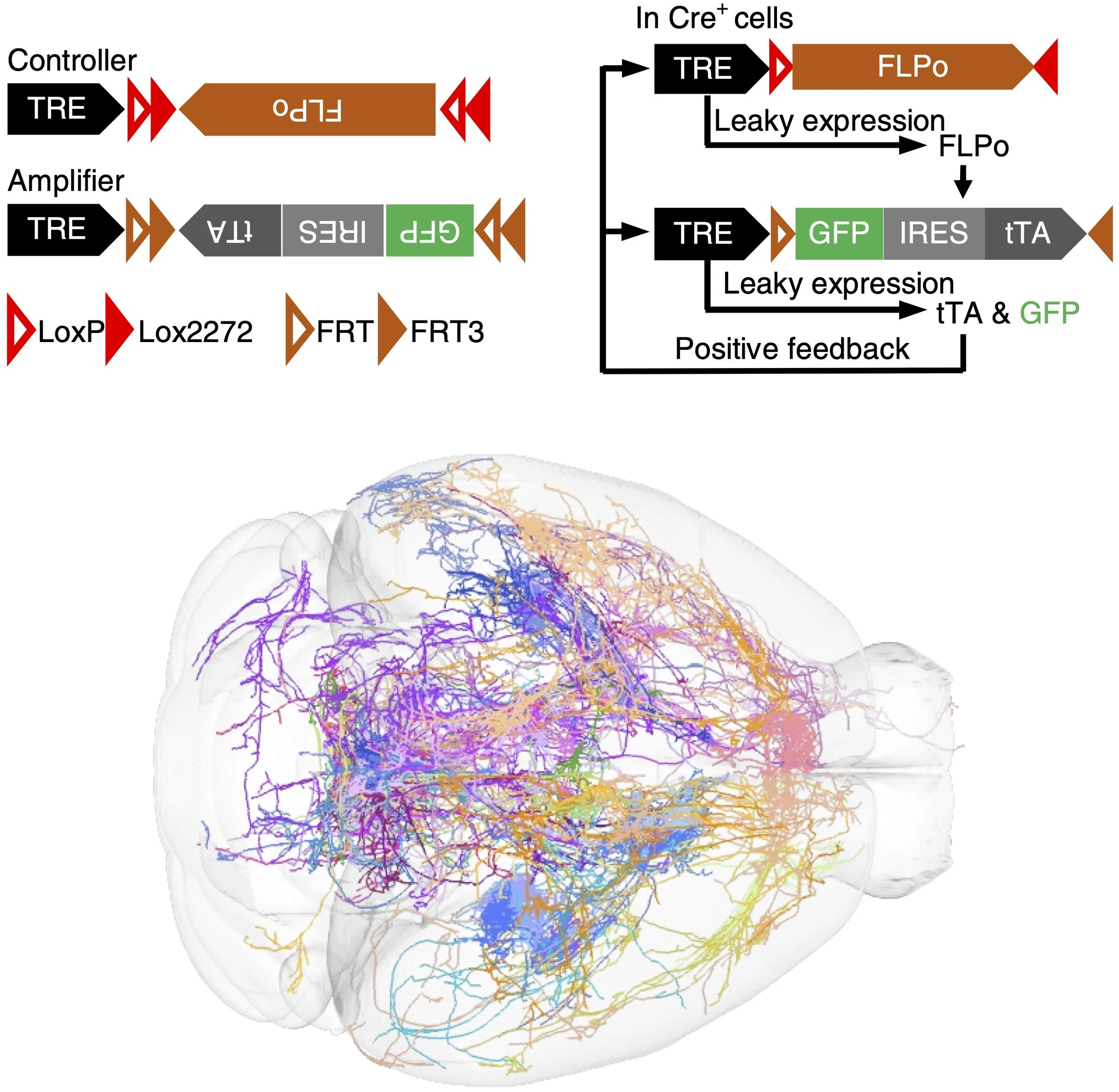 Resources — Rui LIN Lab