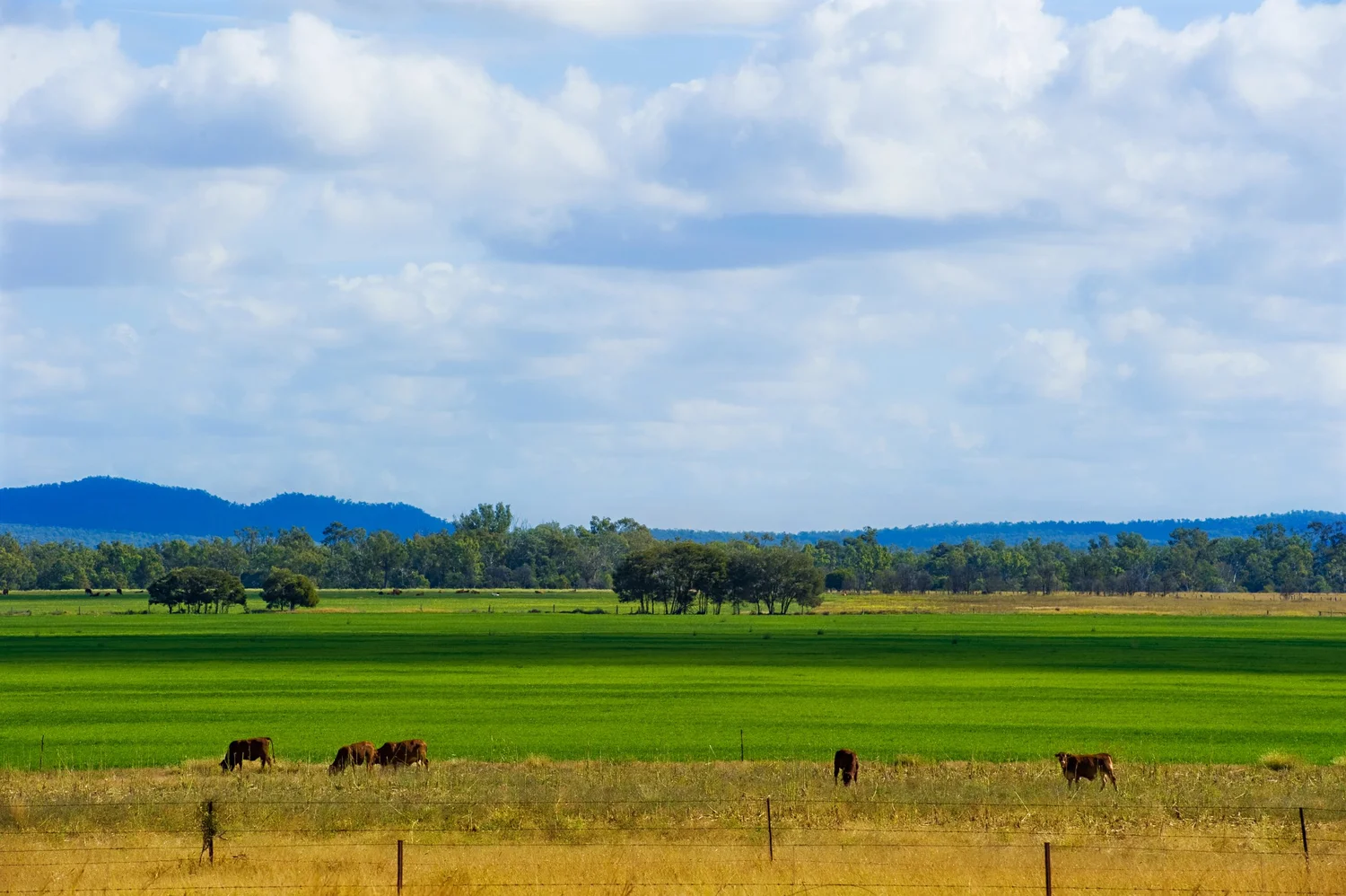 Rolleston Livestock and Grain