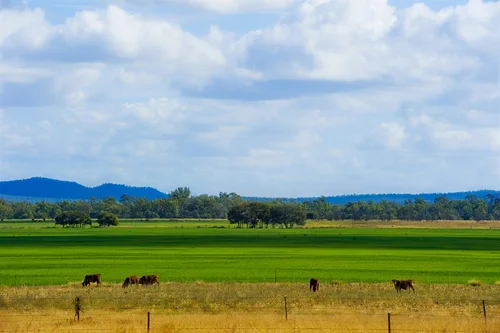 Rolleston Livestock and Grain