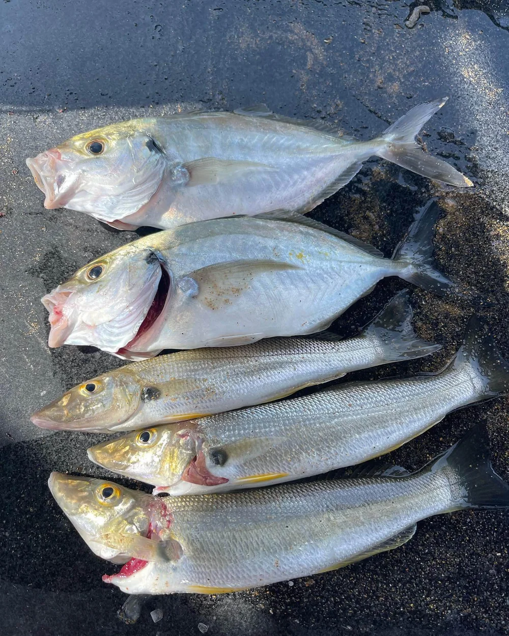 Fishing With A Local Your Beach, Rock and Estuary Fishing Guide