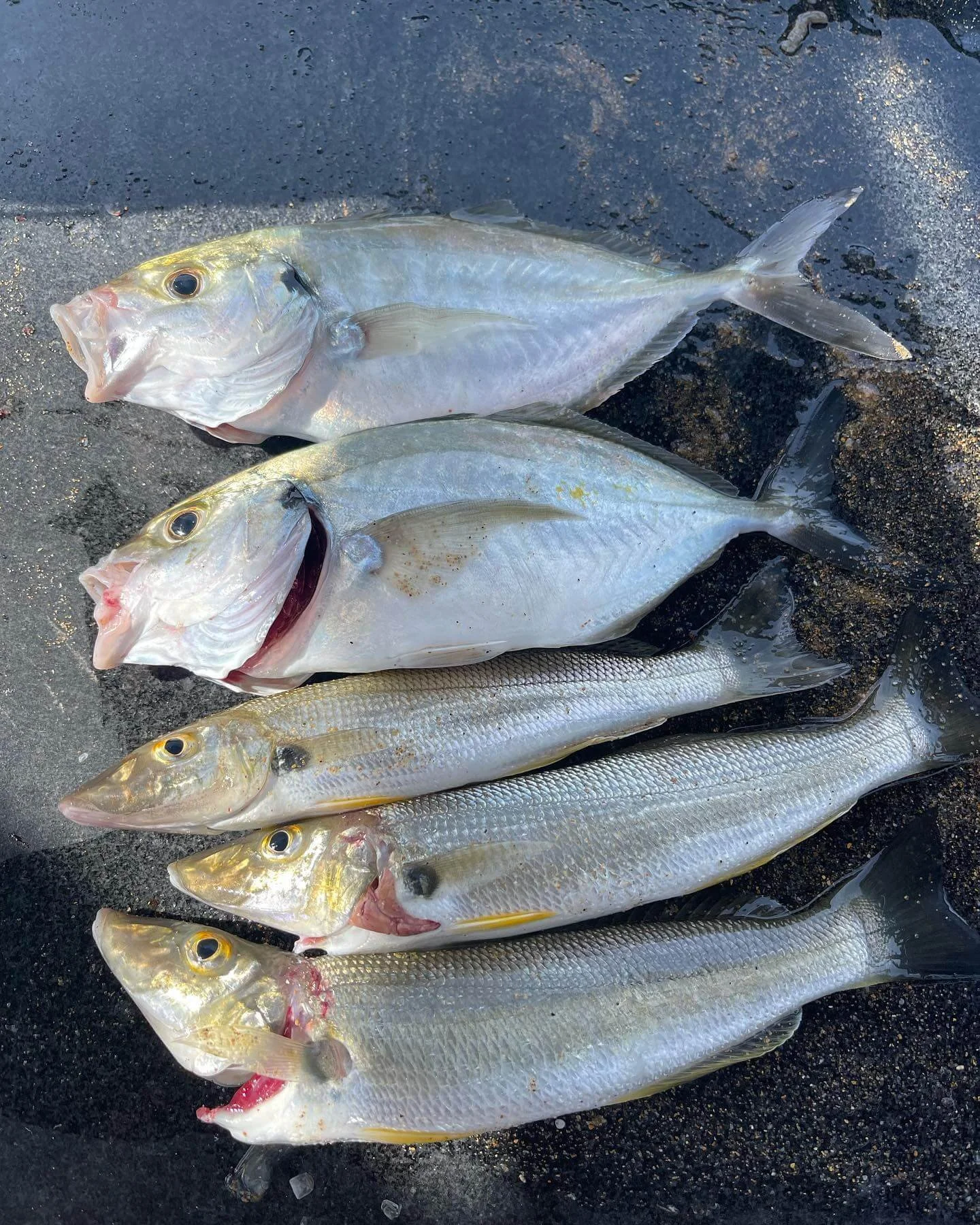 Fishing With A Local Your Beach, Rock and Estuary Fishing Guide