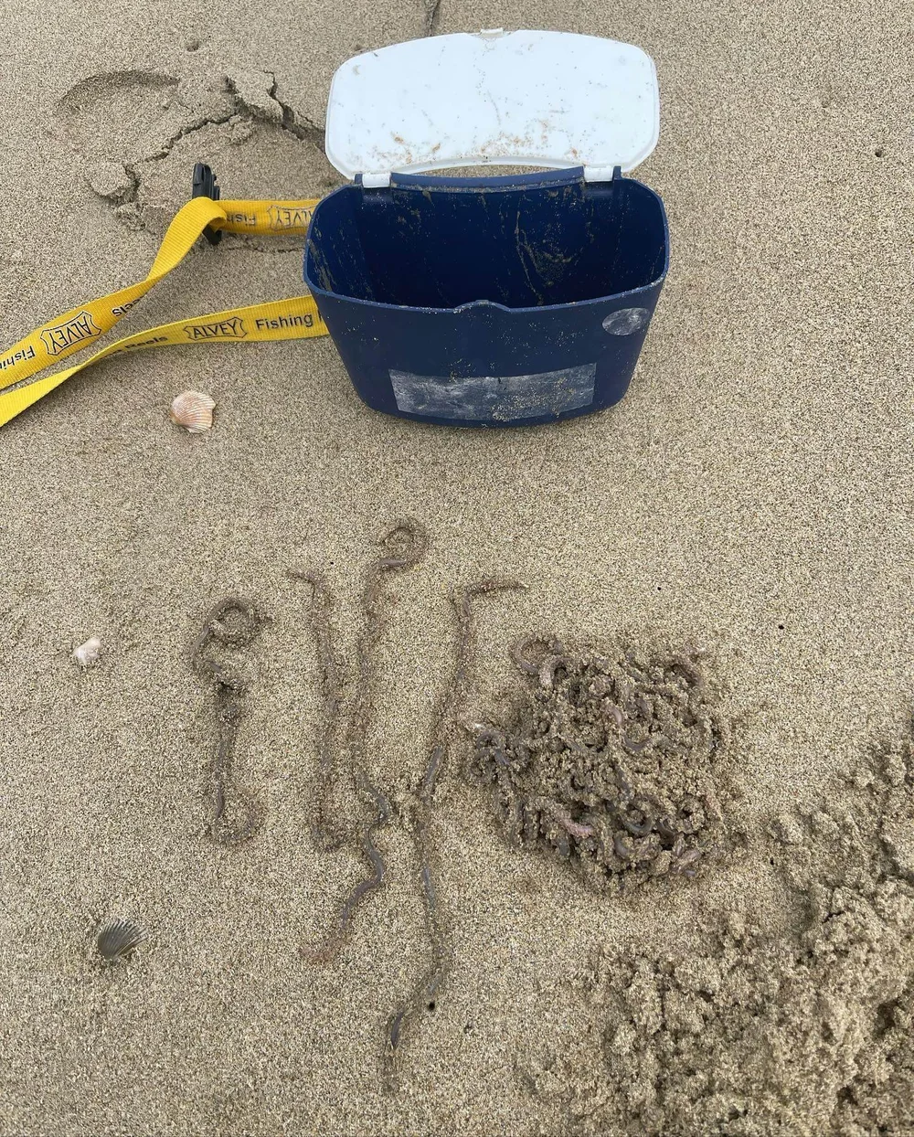 Fishing With A Local Your Beach, Rock and Estuary Fishing Guide