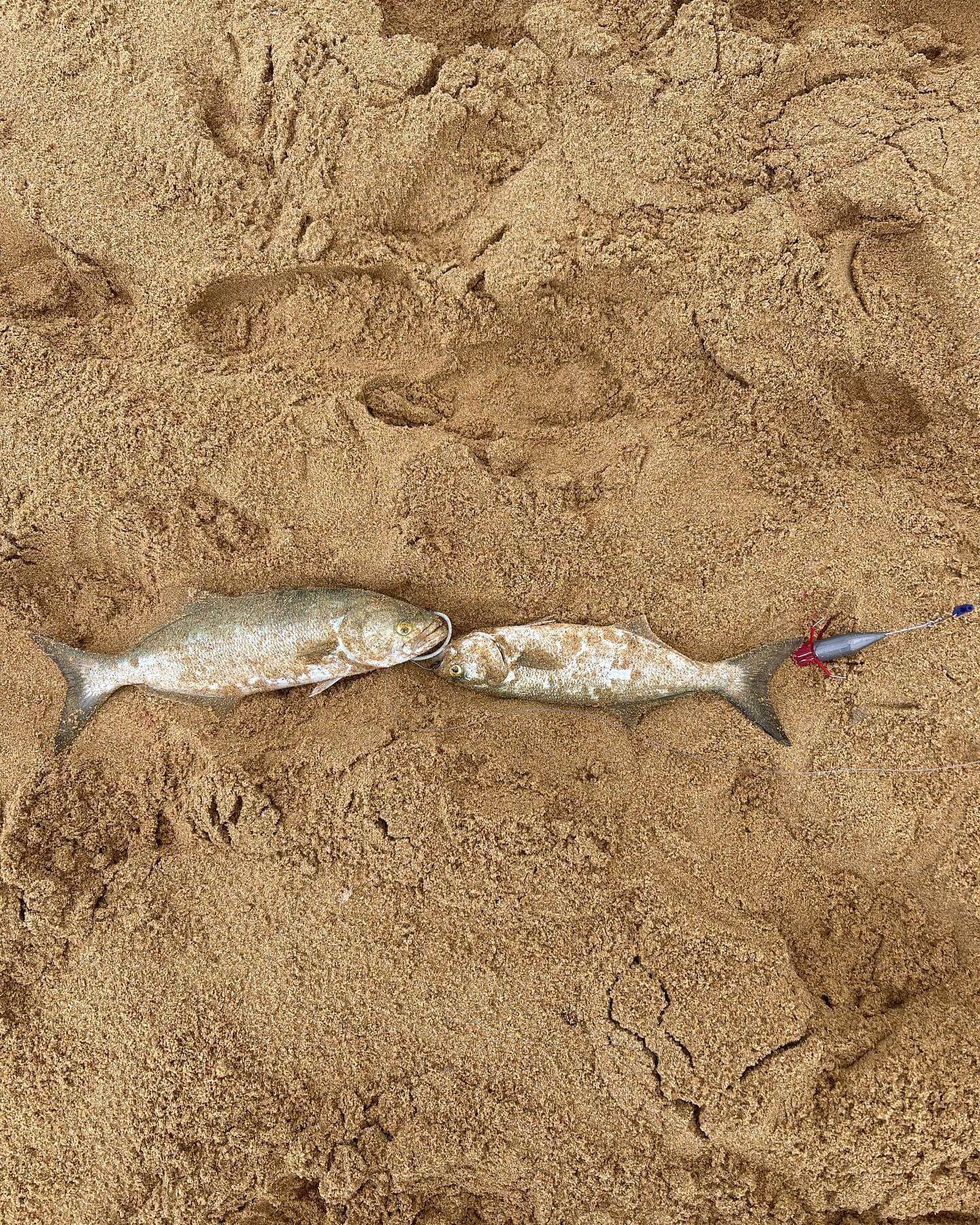 Fishing With A Local Your Beach, Rock and Estuary Fishing Guide