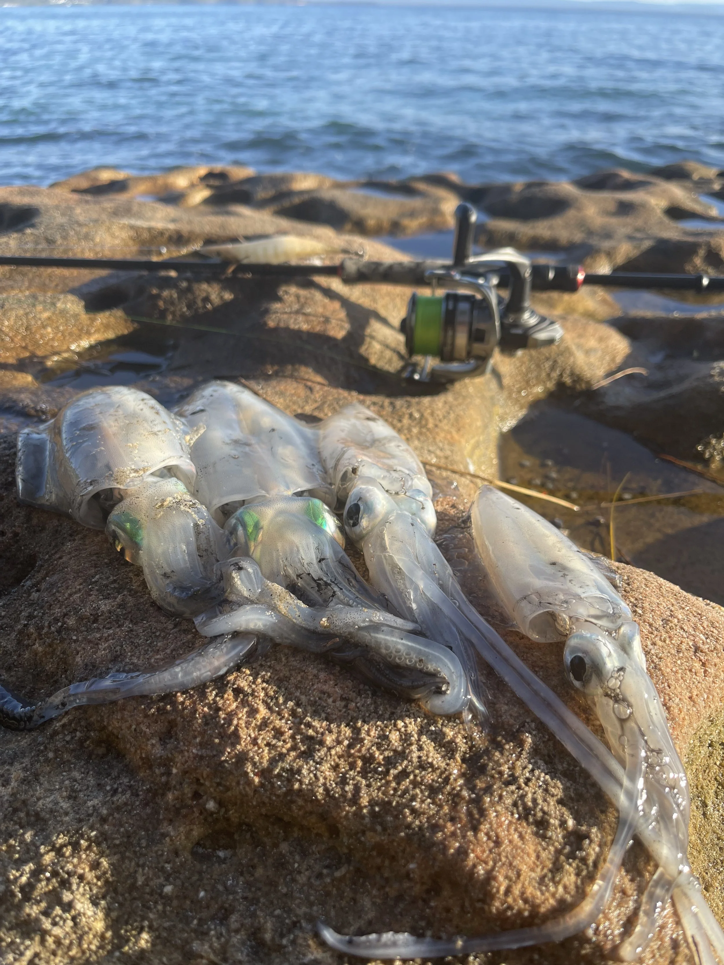 Fishing With A Local Your Beach, Rock and Estuary Fishing Guide
