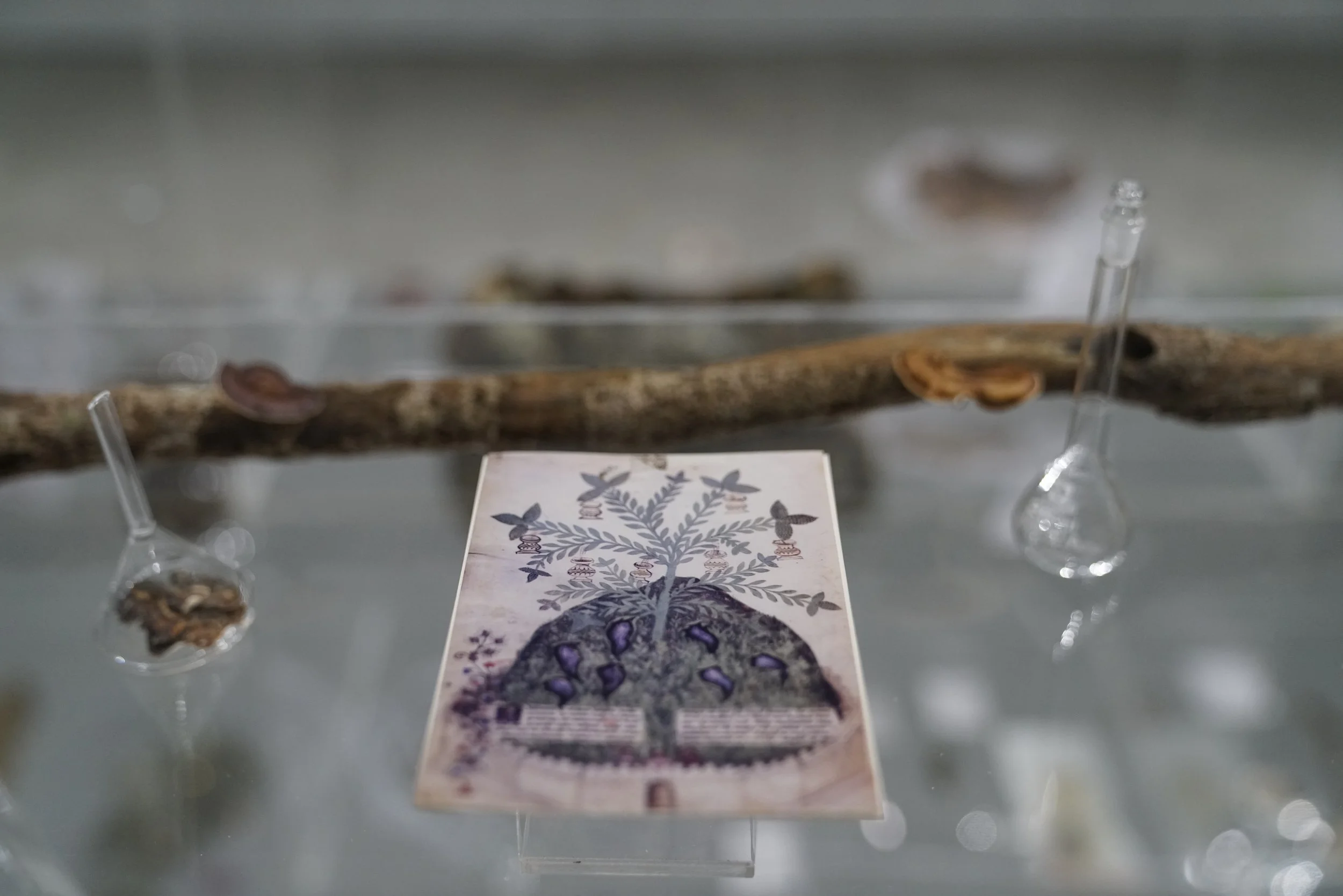 Plants, Gardens, and Landscapes — Janet Laurence