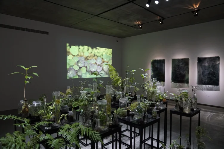Plants, Gardens, and Landscapes — Janet Laurence
