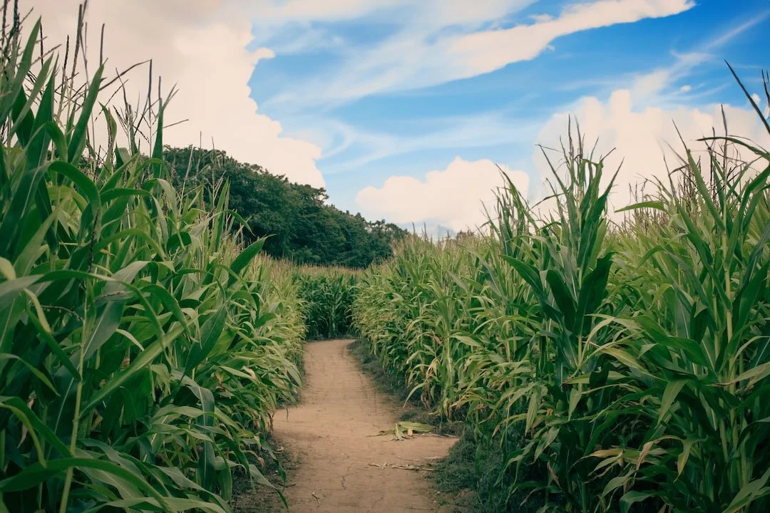 Derbyshire's Maize Maze - Maze 52