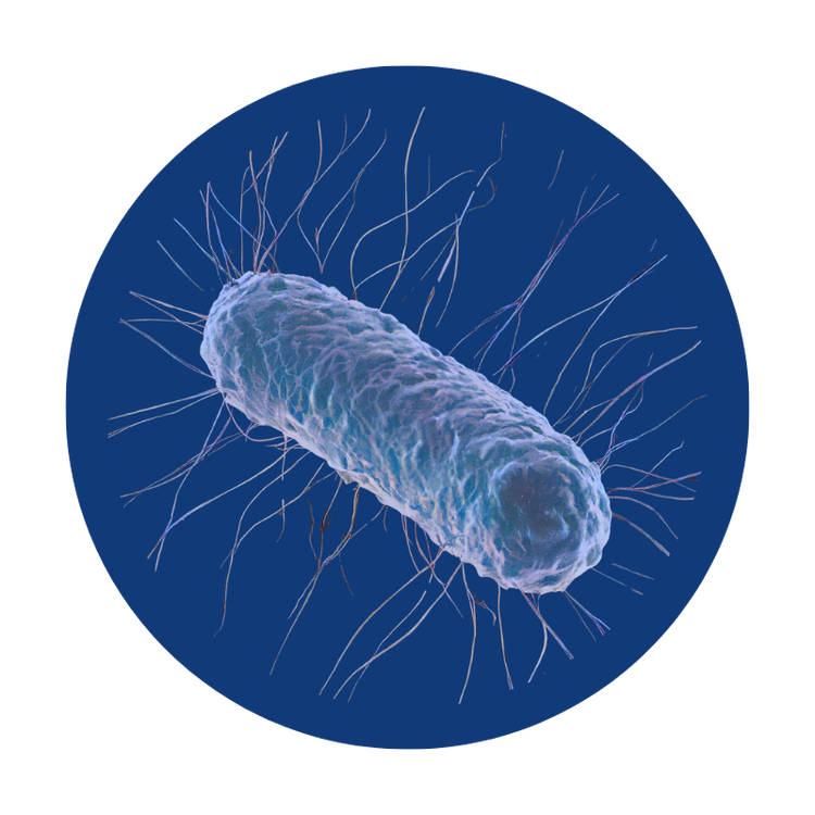 Kraken Sense: Rapid Pathogen Detection and NGS Prep
