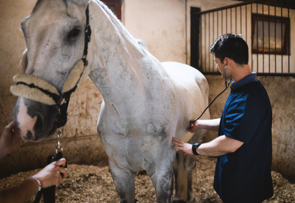 One Health: Safeguarding Human, Animal, & Environmental Health — Kraken ...