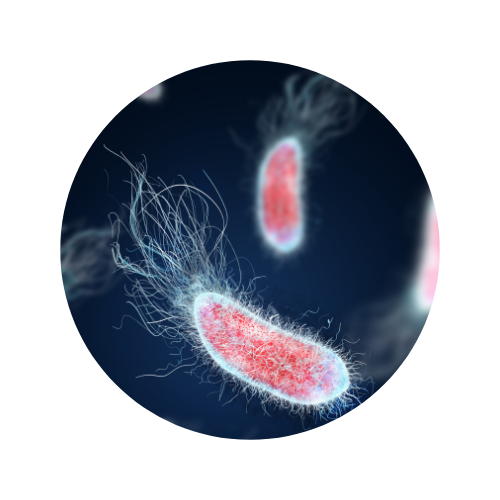 Kraken Sense: Rapid Pathogen Detection and NGS Prep