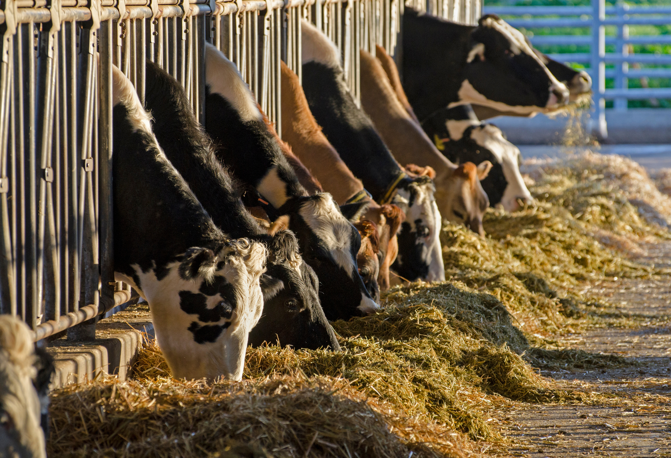 Mastitis in Dairy Cows: Causes, Symptoms, and Strategies for Prevention