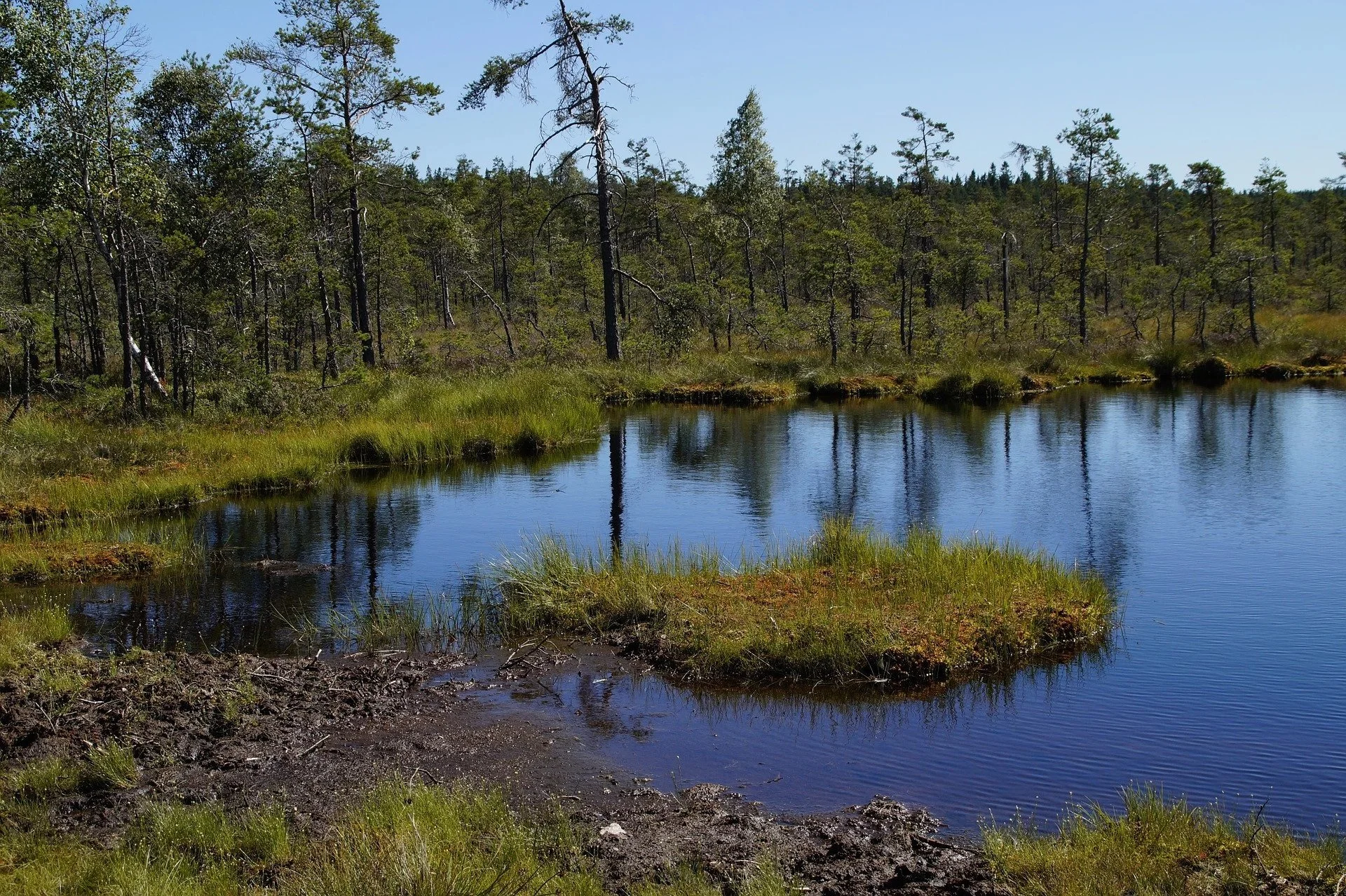 Wetlands and their Positive Effects on our Water Quality — Kraken Sense