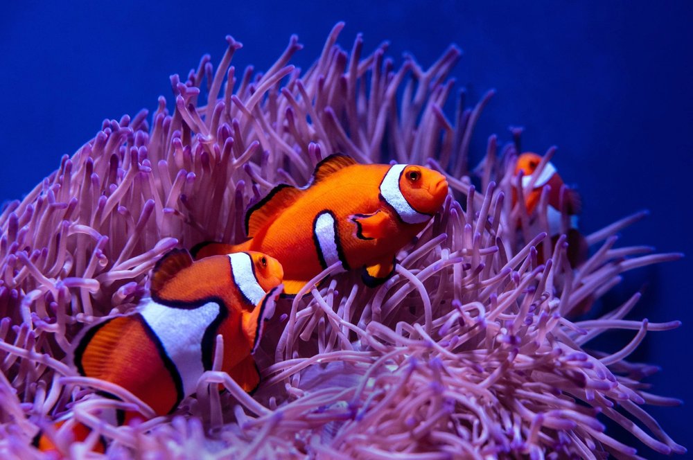 How Does Water Pollution Affect Aquatic Biodiversity