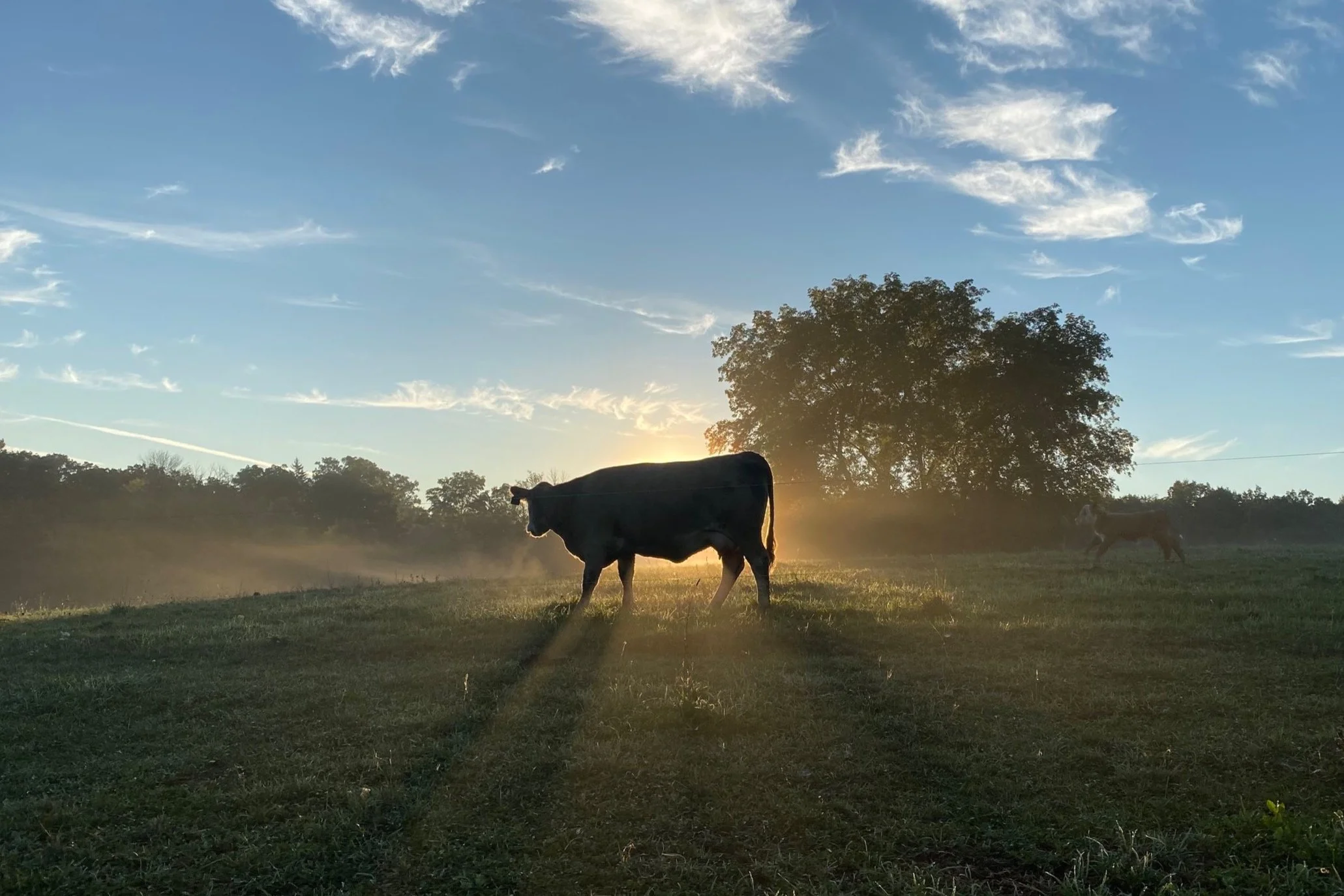 Viola Farm - Premium Grass-Fed and Finished Beef and Superior Pasture ...