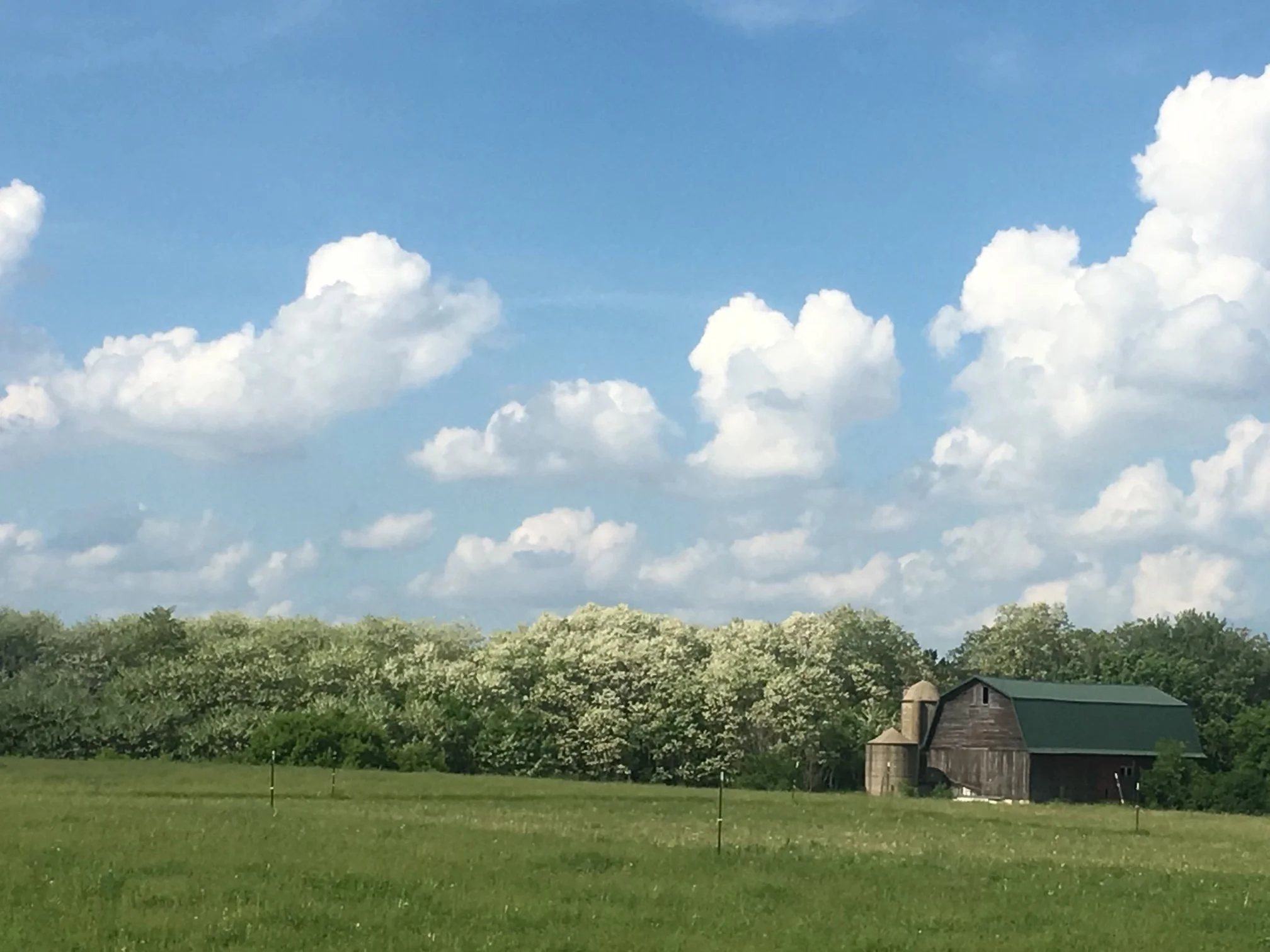 Beef — Viola Farm - Premium Grass-Fed and Finished Beef and Superior ...