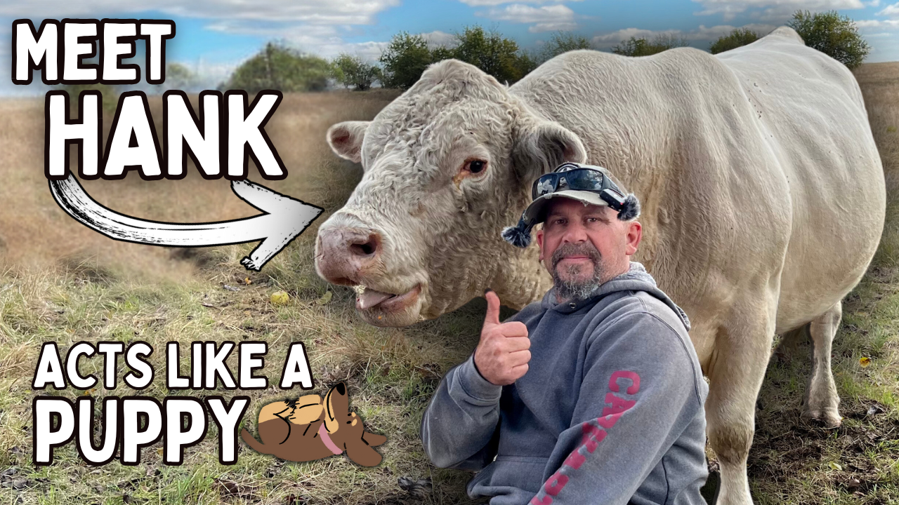 PORK POLICE HUNTING | YOUTUBE CHANNEL — Pork Police | Guided Hog & Pig ...