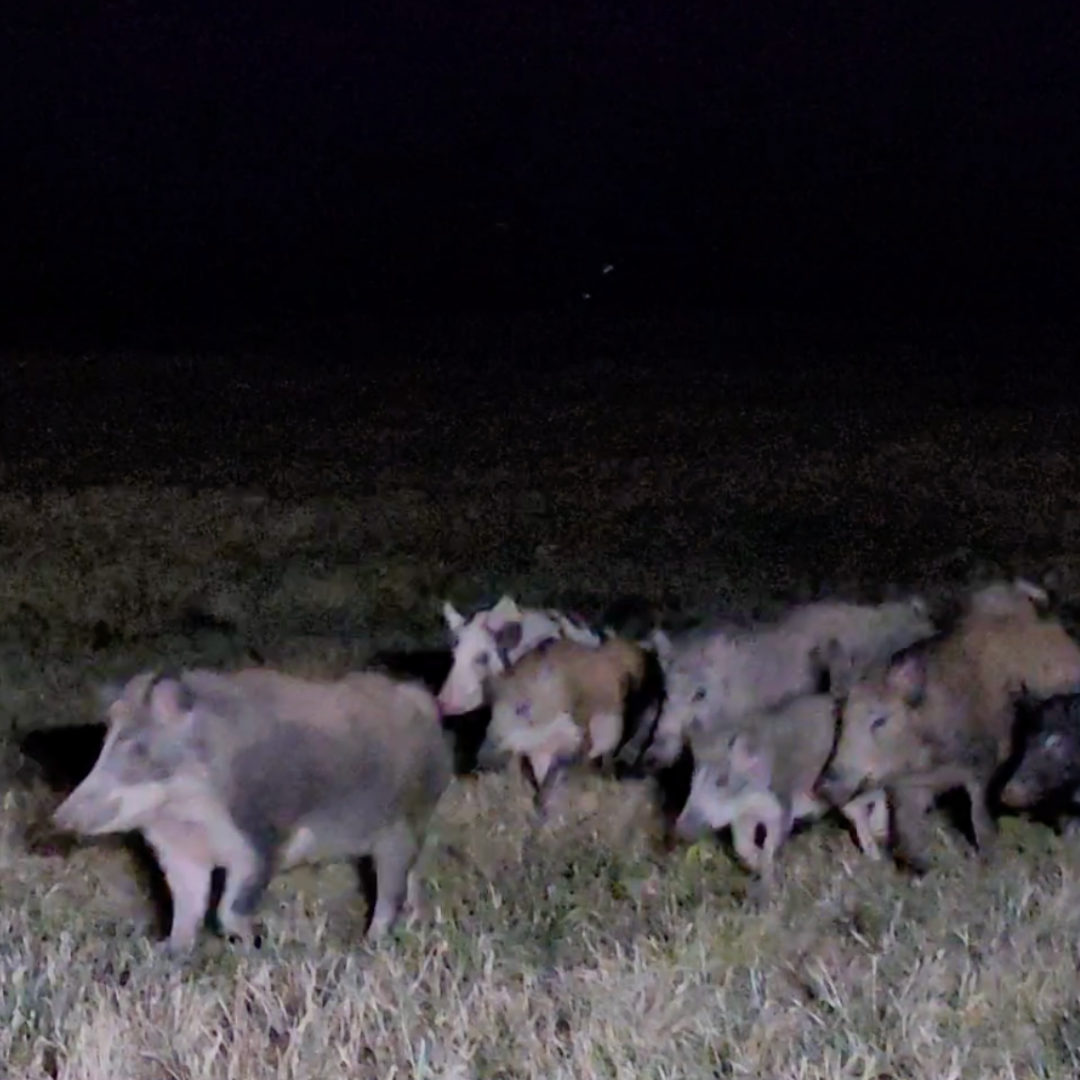 What Do Wild Hogs Eat? | Explore Wild Hog Diets — Book a Hunt Today ...