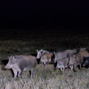 What Do Wild Hogs Eat? | Explore Wild Hog Diets — Book a Hunt Today ...