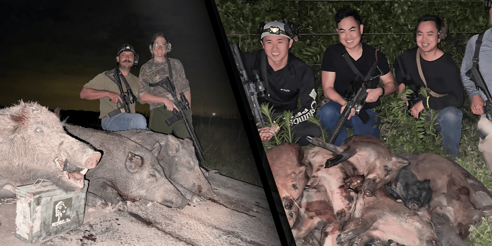 What Do Wild Hogs Eat? | Explore Wild Hog Diets — Book a Hunt Today ...