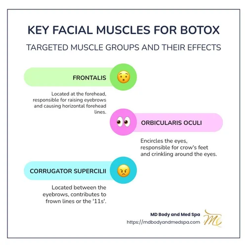 Facial Muscles for Botox: Where It Works | MD Body & Med Spa — MD Body ...