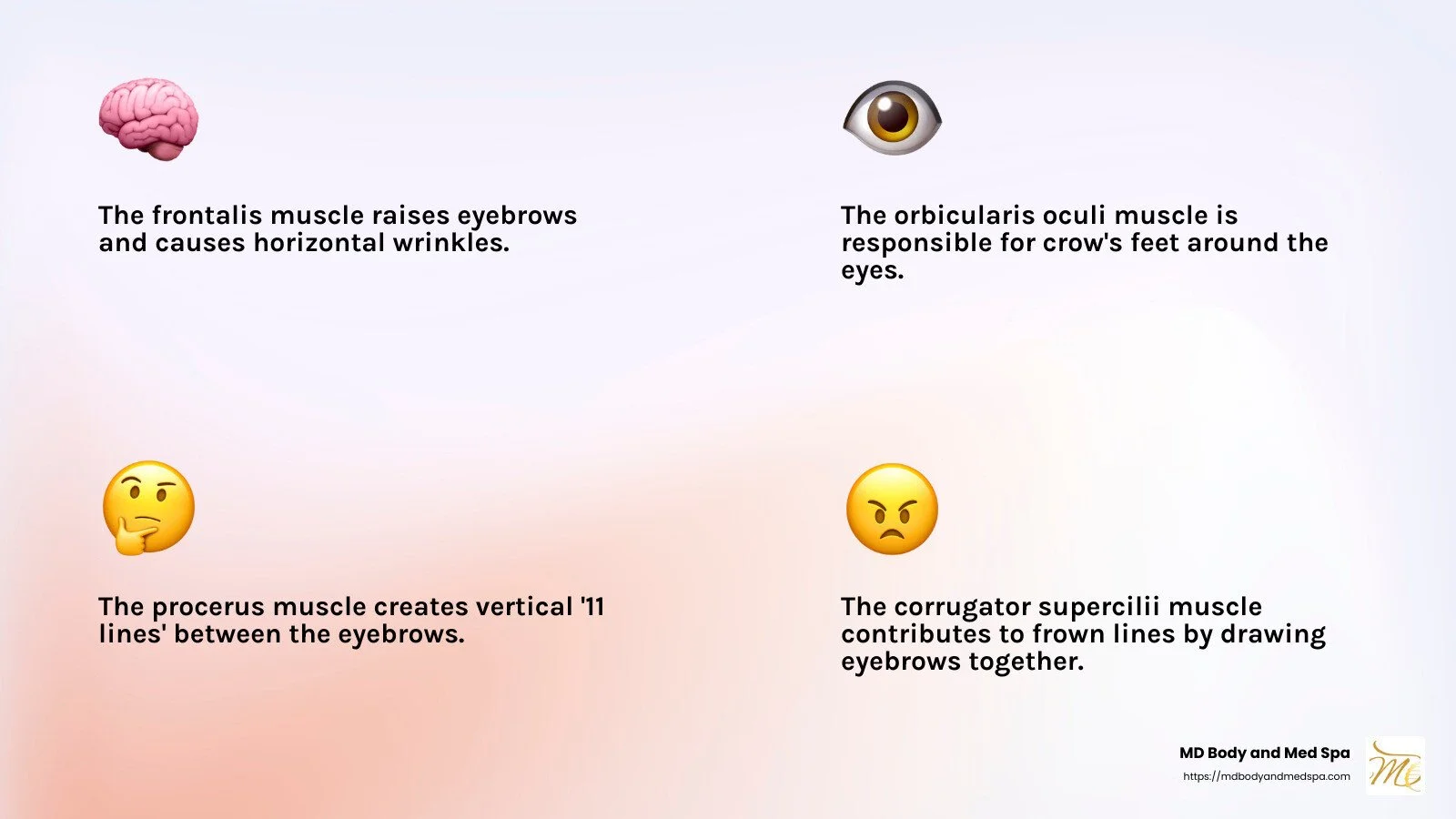 Facial Muscles for Botox: Where It Works | MD Body & Med Spa — MD Body ...