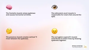 Facial Muscles for Botox: Where It Works | MD Body & Med Spa — MD Body ...