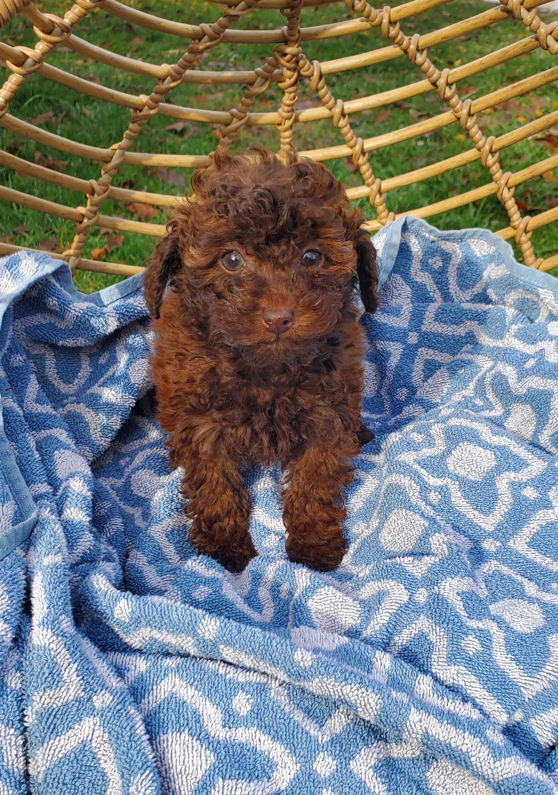 Services 1 — poodlepupswithprincipal.org