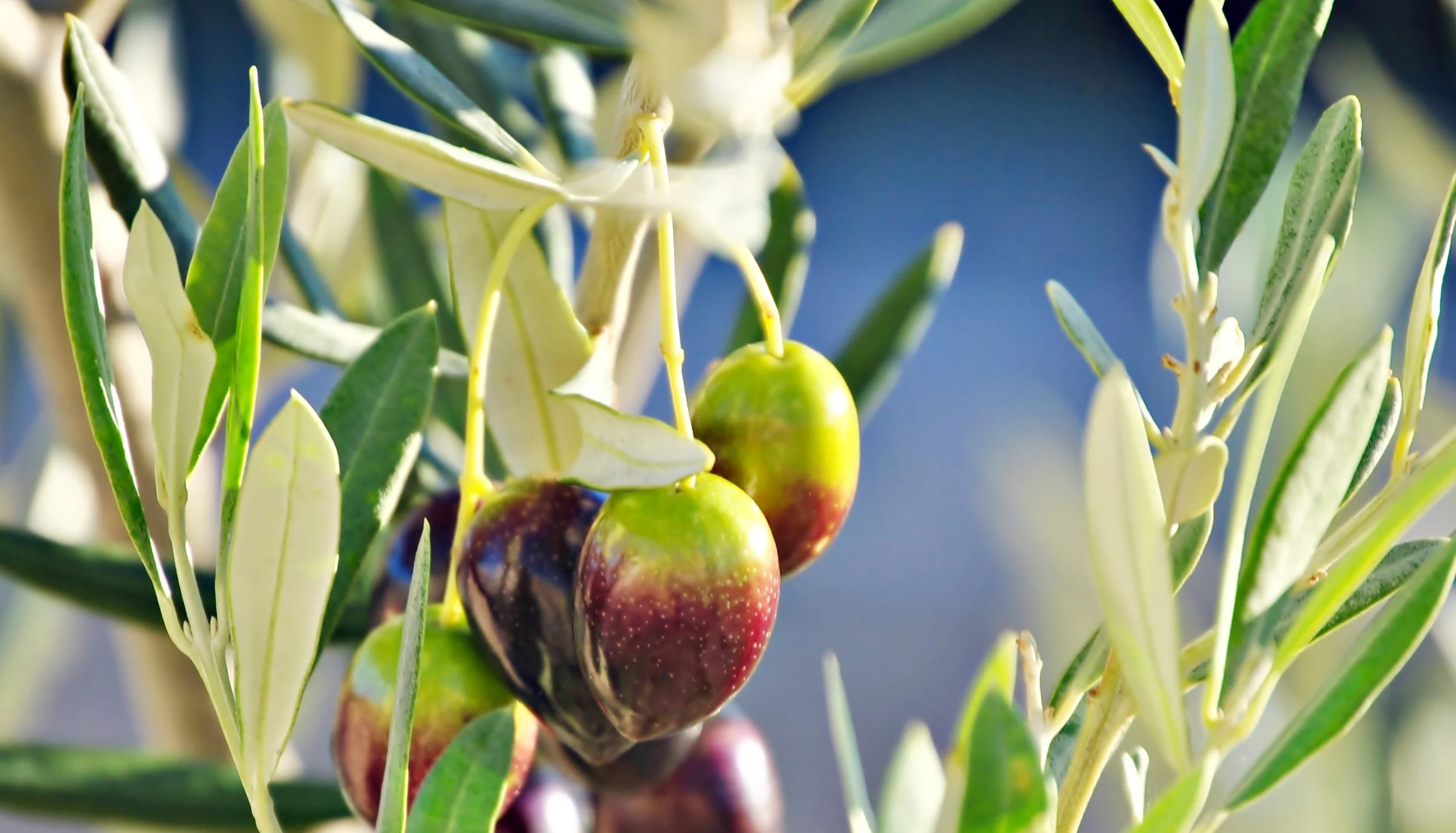 About — Ocean Bay Olive Oil