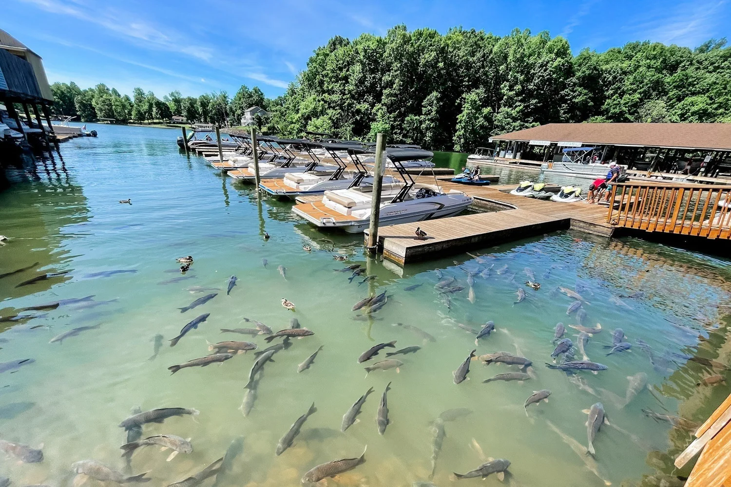 Complete Guide to Smith Mountain Lake's Marinas — the hidden box