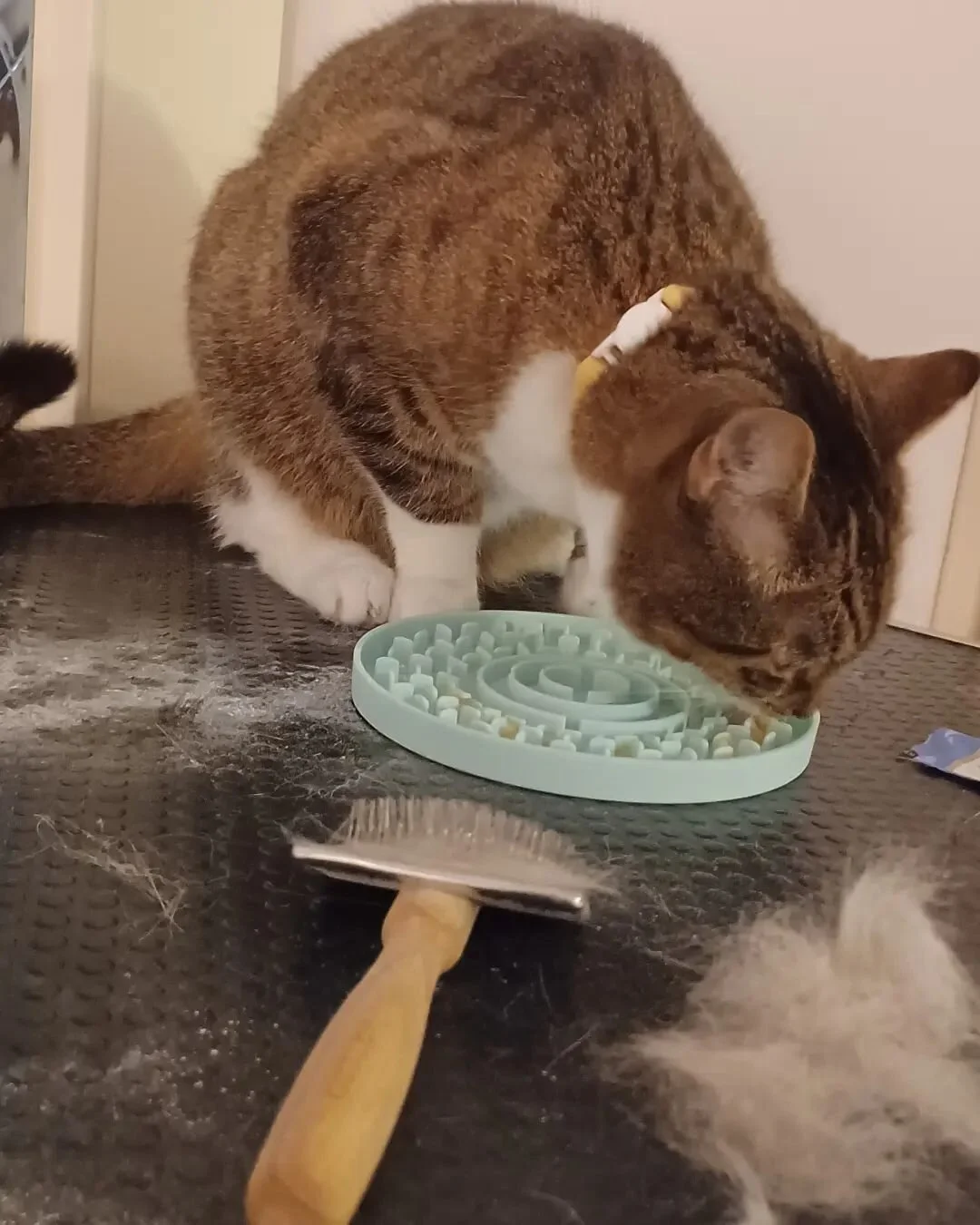 Katten trimmen aan huis