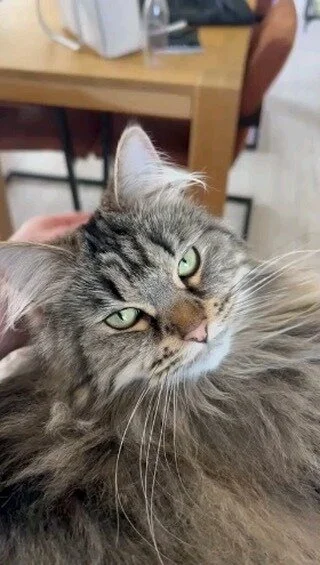 Katten trimmen aan huis