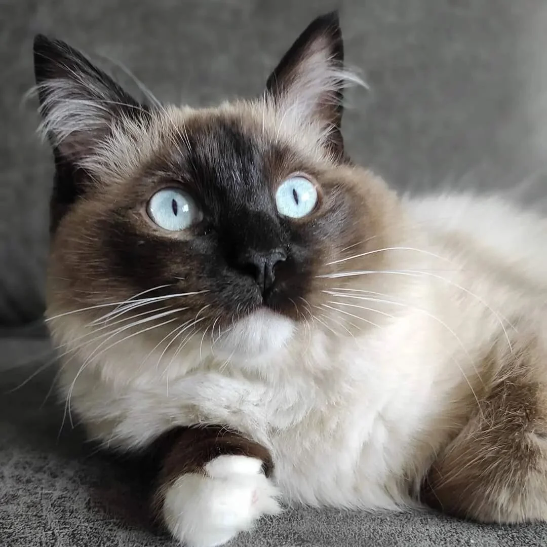 Katten trimmen aan huis