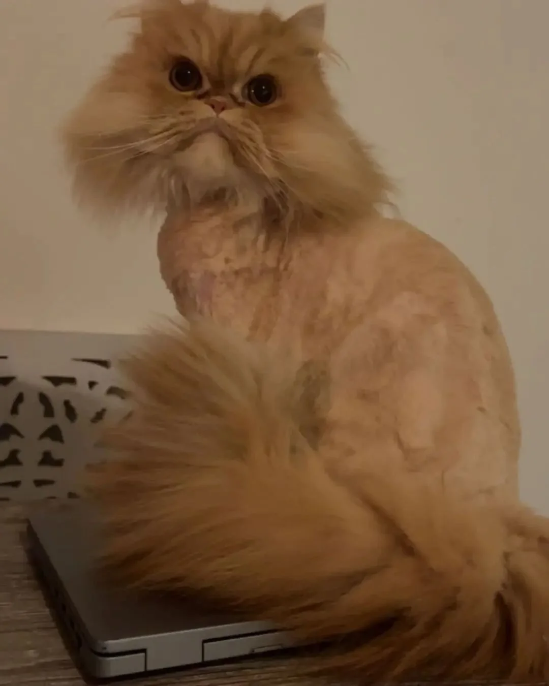 Katten trimmen aan huis