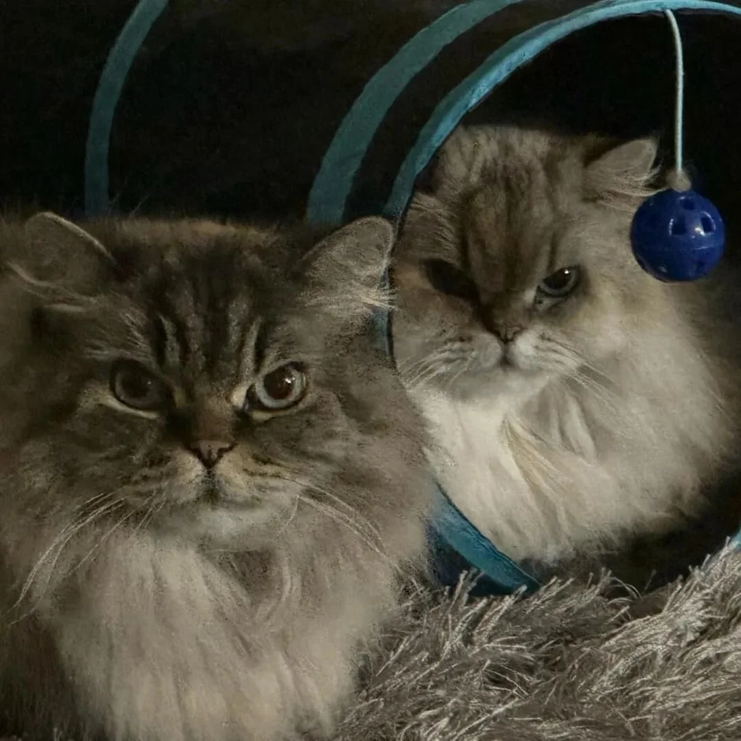 Katten trimmen aan huis