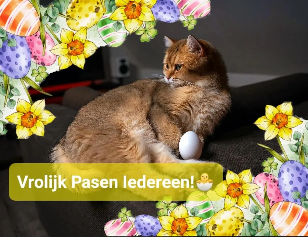 Katten trimmen aan huis