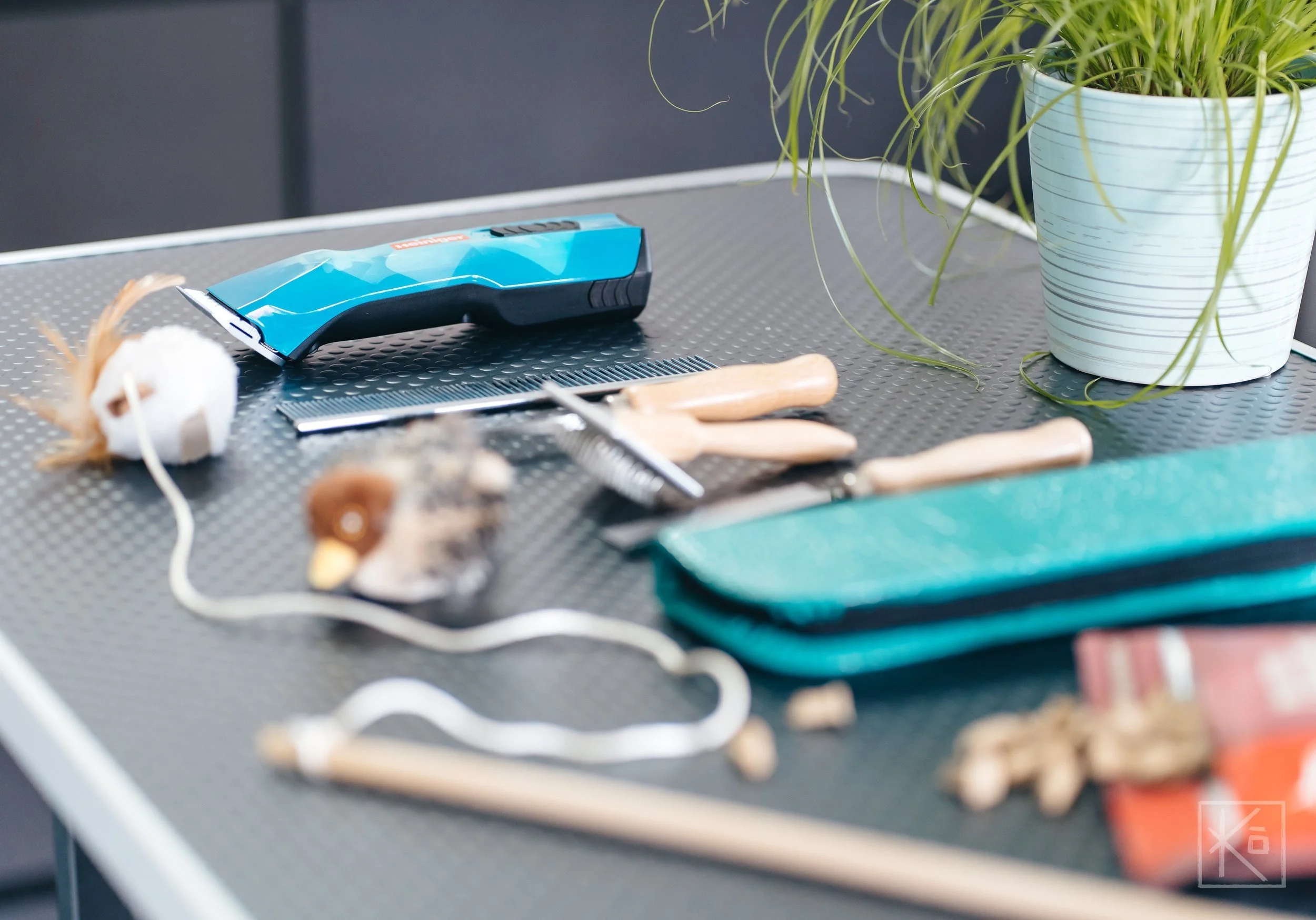 Katten trimmen aan huis