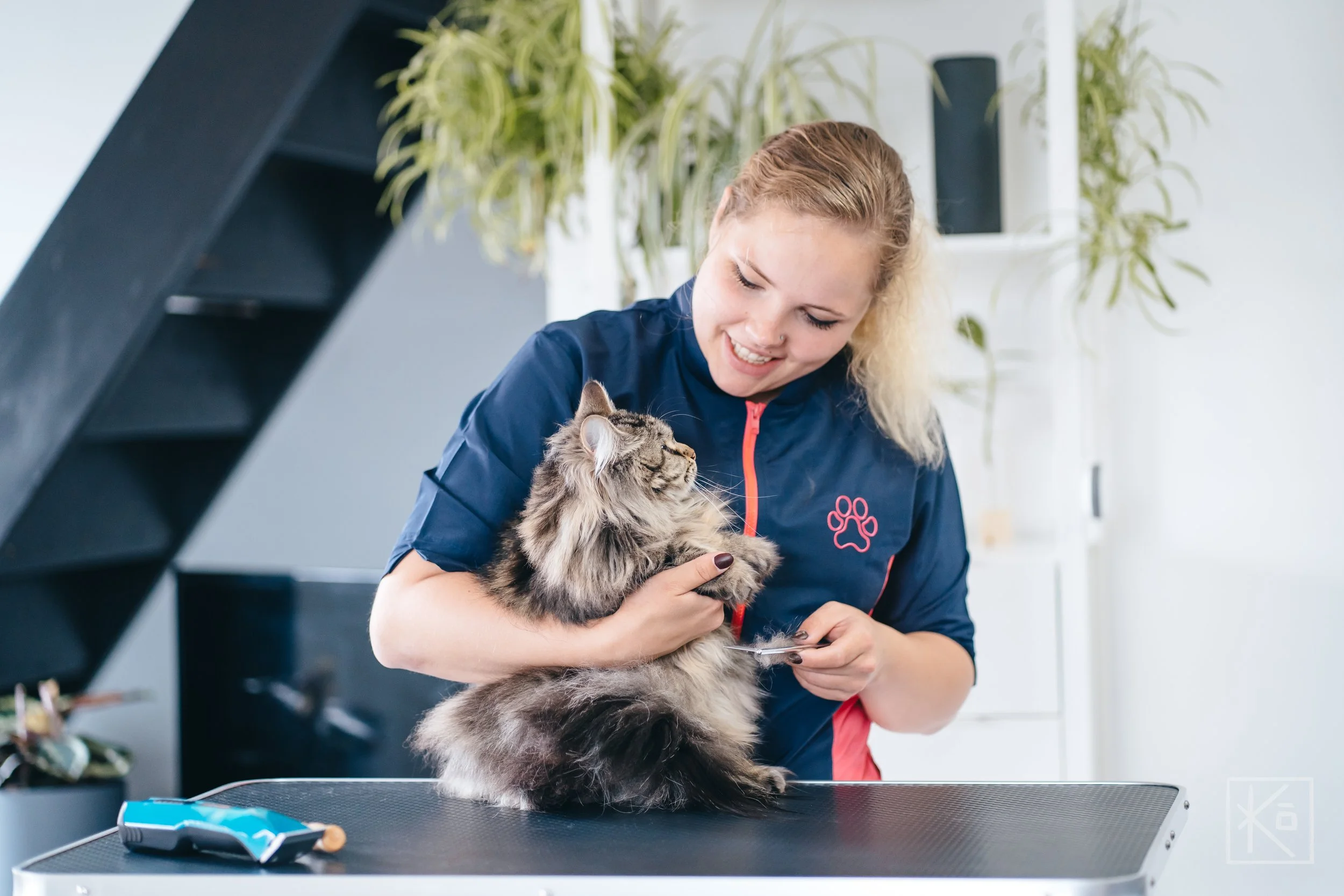Katten trimmen aan huis